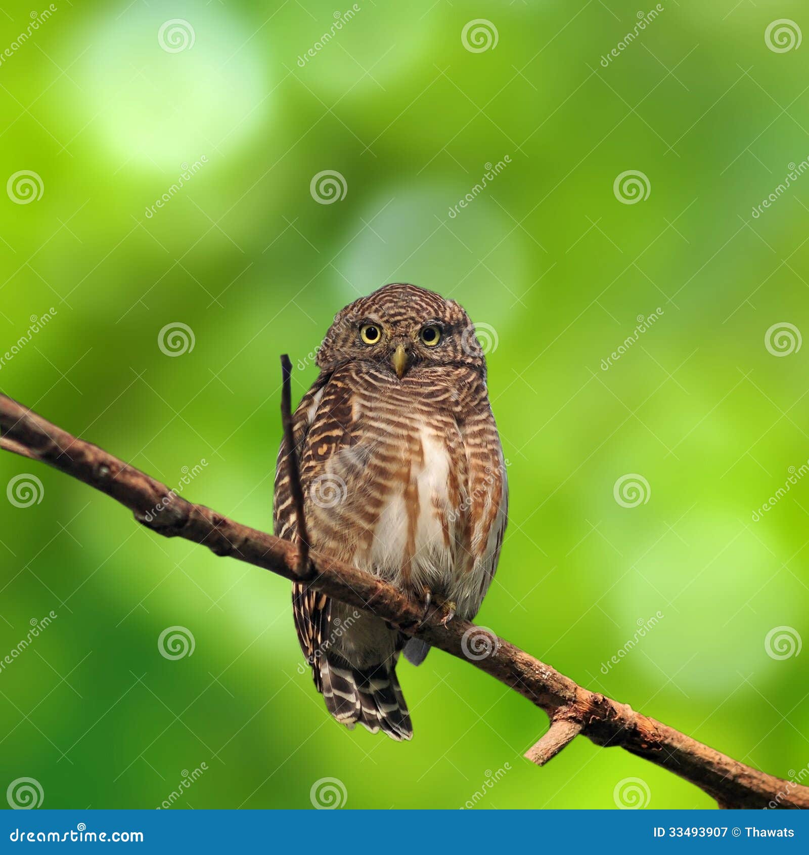 Asian Barred Owlet stock image. Image of scoops, canistering - 33493907