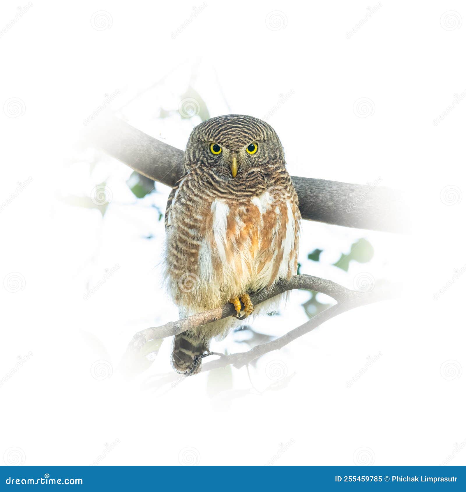 Asian Barred Owlet Perching on Tree Branch Looking Straight Stock Image ...