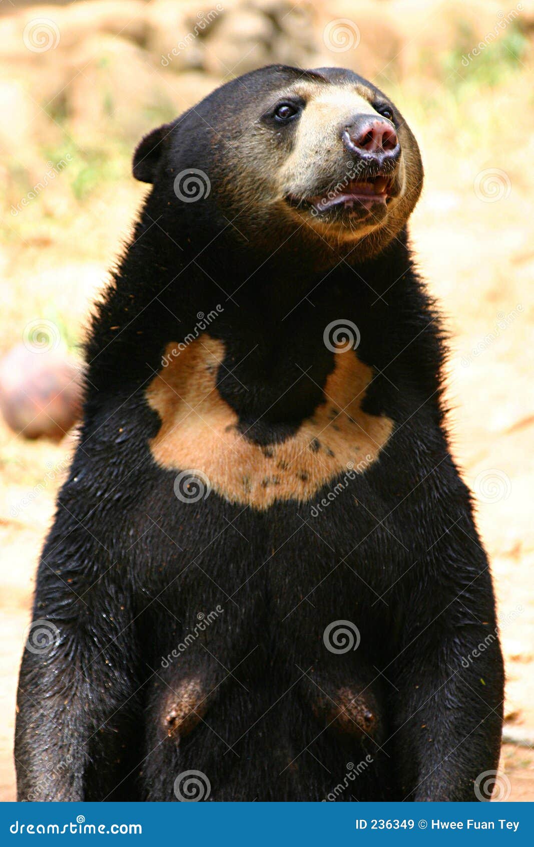 Asian Bear stock image. Image of bear, greeting, strong - 236349