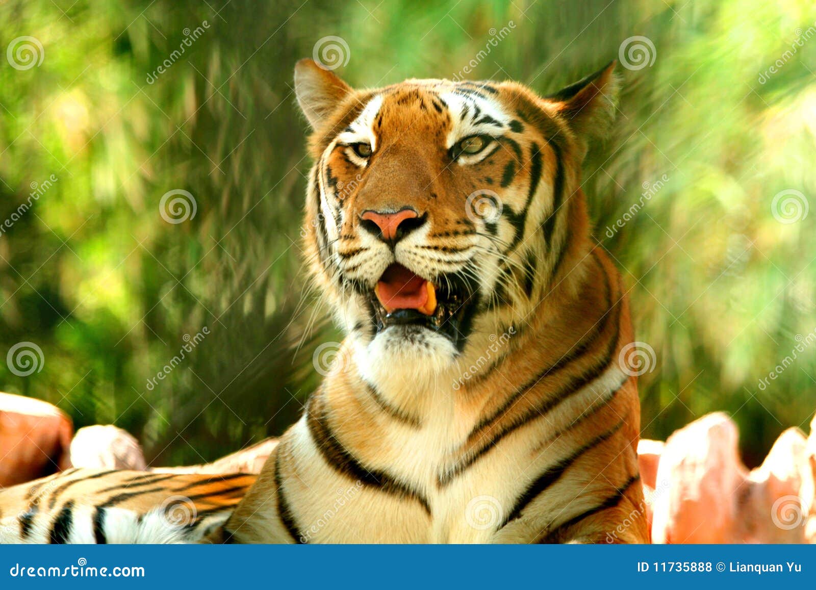 Asian beautiful tiger stock photo. Image of famous, china - 11735888