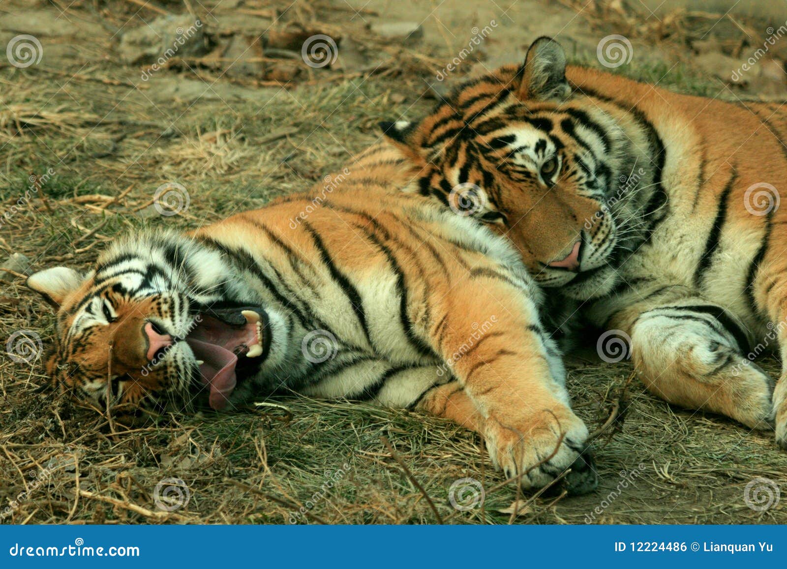 Asian beautiful tiger stock photo. Image of famous, mammal - 12224486