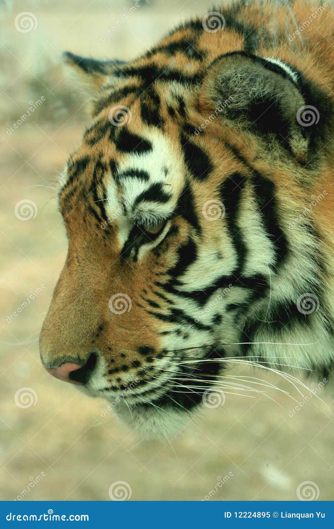 Asian beautiful tiger stock image. Image of hunting, rainforest - 12224895