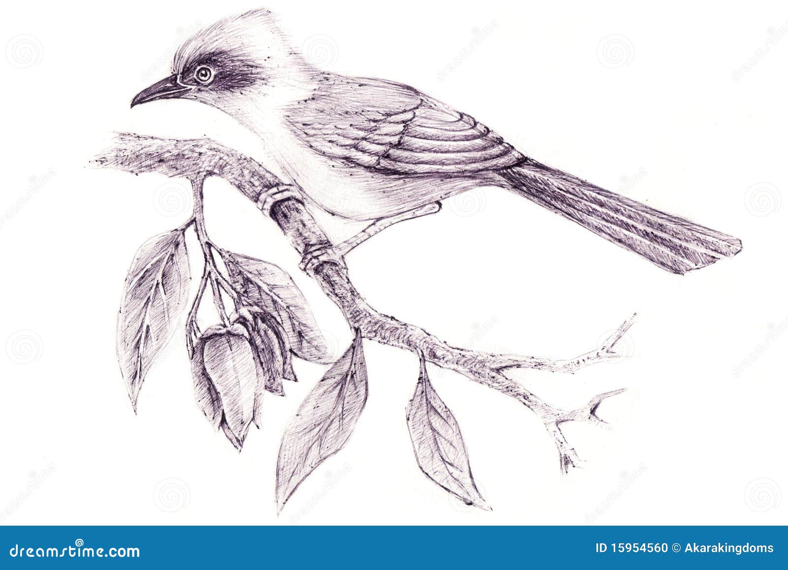 Asian bird (Nok Hua jook) stock illustration. Illustration of nature ...