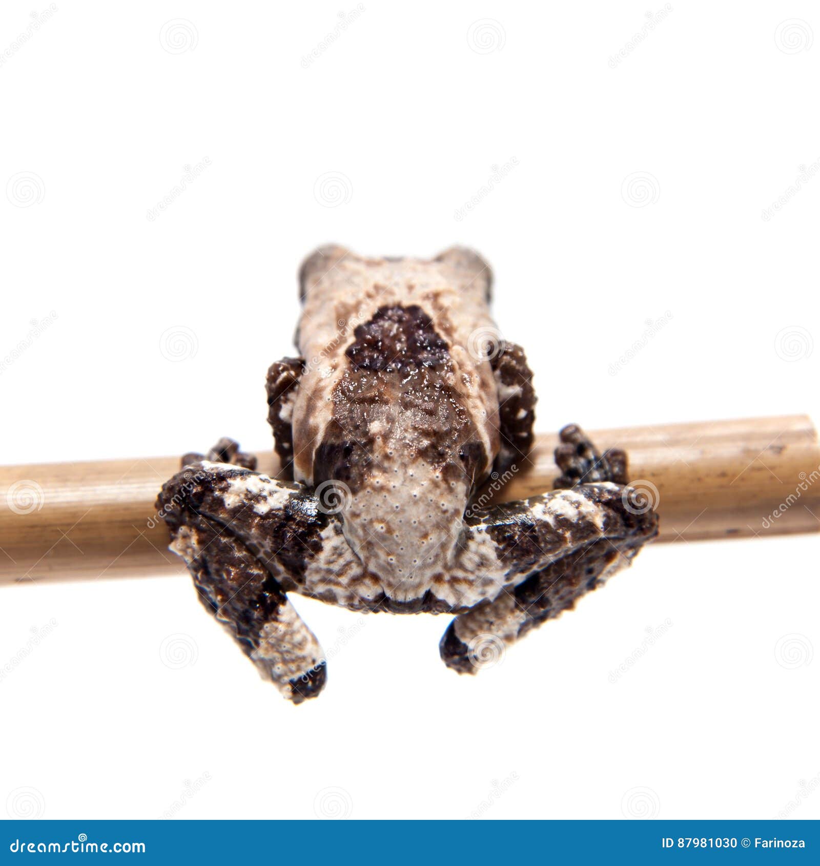 Asian Bird Poop Frog, Theloderma Albopunctata, on White Stock Photo ...