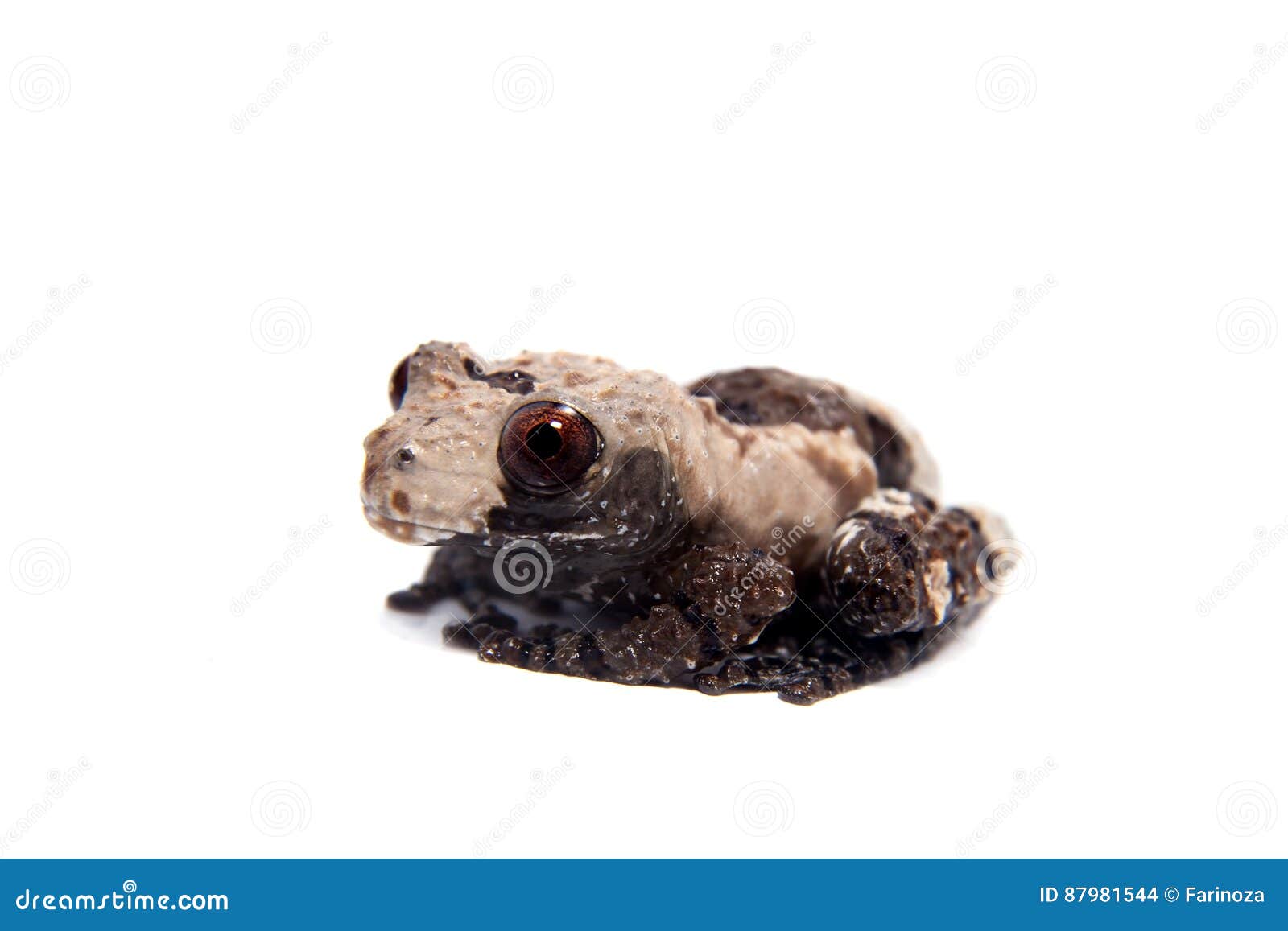Asian Bird Poop Frog, Theloderma Albopunctata, on White Stock Photo ...