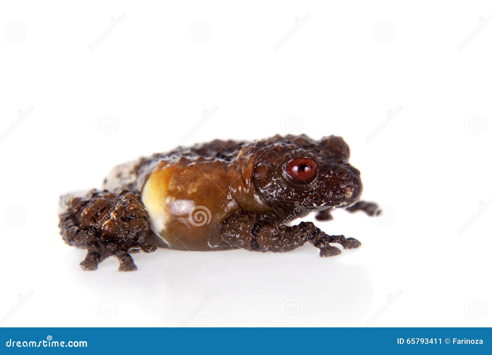 Asian Bird Poop Frog, Theloderma Asperum, on White Stock Image - Image ...