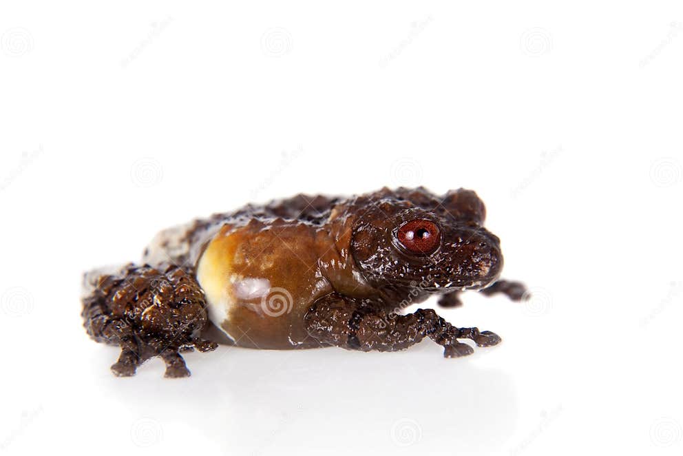 Asian Bird Poop Frog, Theloderma Asperum, on White Stock Image - Image ...