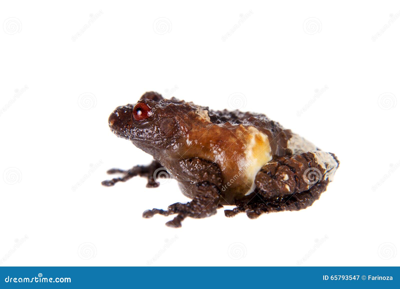 Asian Bird Poop Frog, Theloderma Asperum, on White Stock Image - Image ...