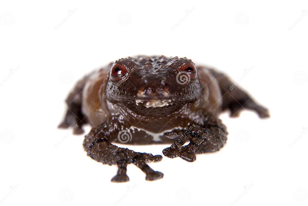 Asian Bird Poop Frog, Theloderma Asperum, on White Stock Photo - Image ...