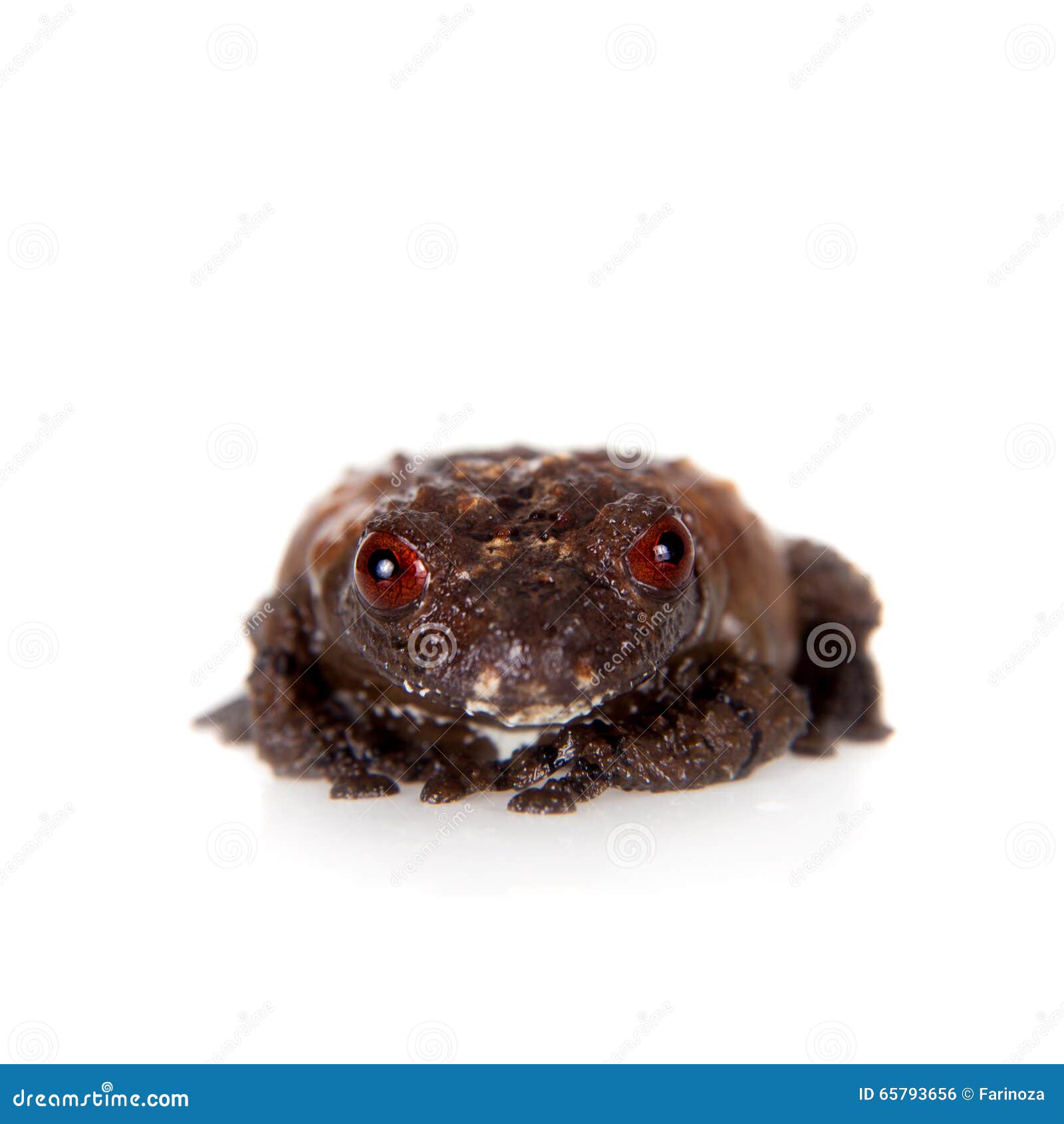 Asian Bird Poop Frog, Theloderma Asperum, on White Stock Photo - Image ...