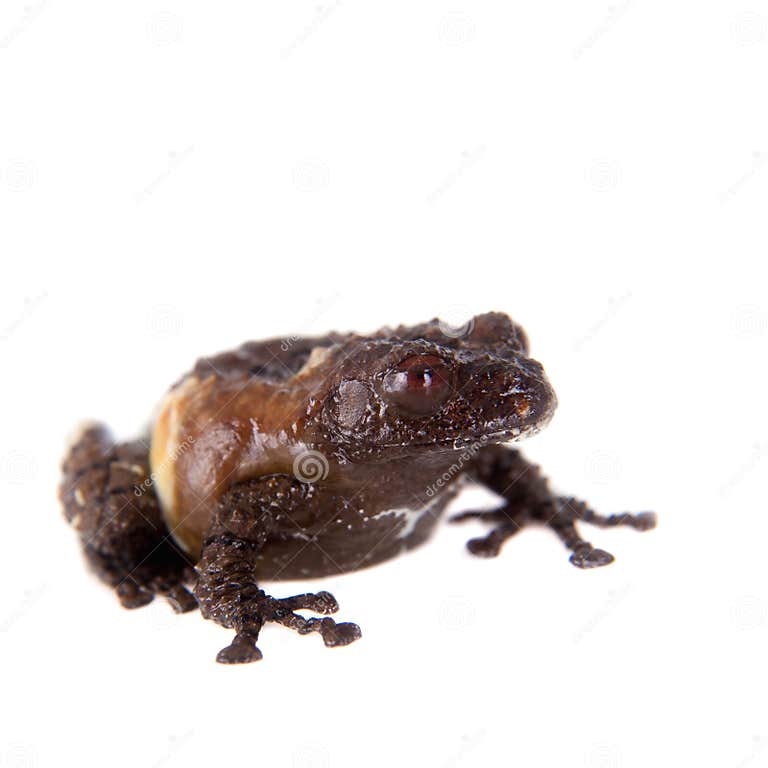 Asian Bird Poop Frog, Theloderma Asperum, on White Stock Image - Image ...