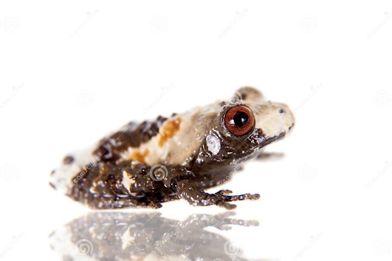 Asian Bird Poop Frog, Theloderma Asperum, on White Stock Image - Image ...