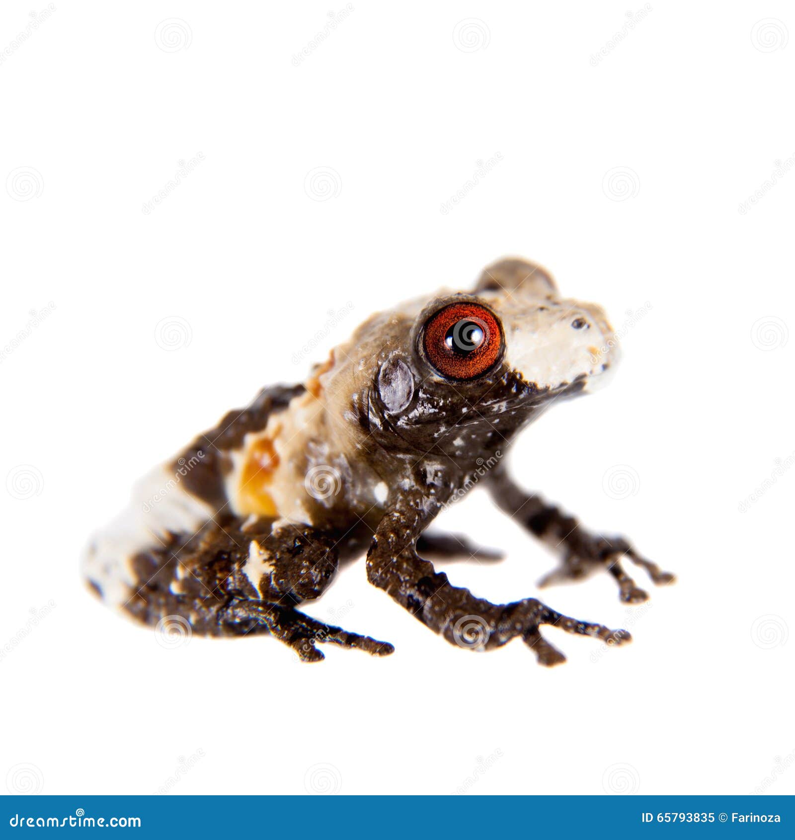 Asian Bird Poop Frog, Theloderma Asperum, on White Stock Image - Image ...