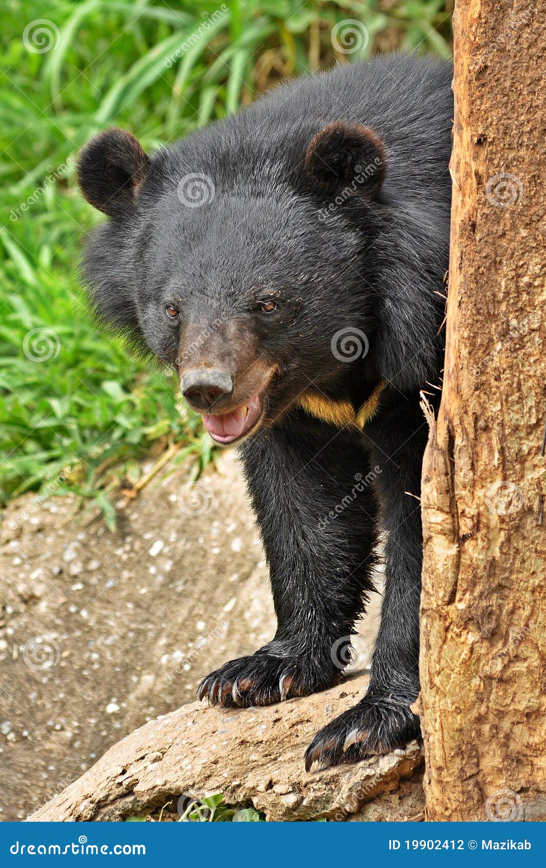 Asian black bear stock photo. Image of himalayan, pretty - 19902412