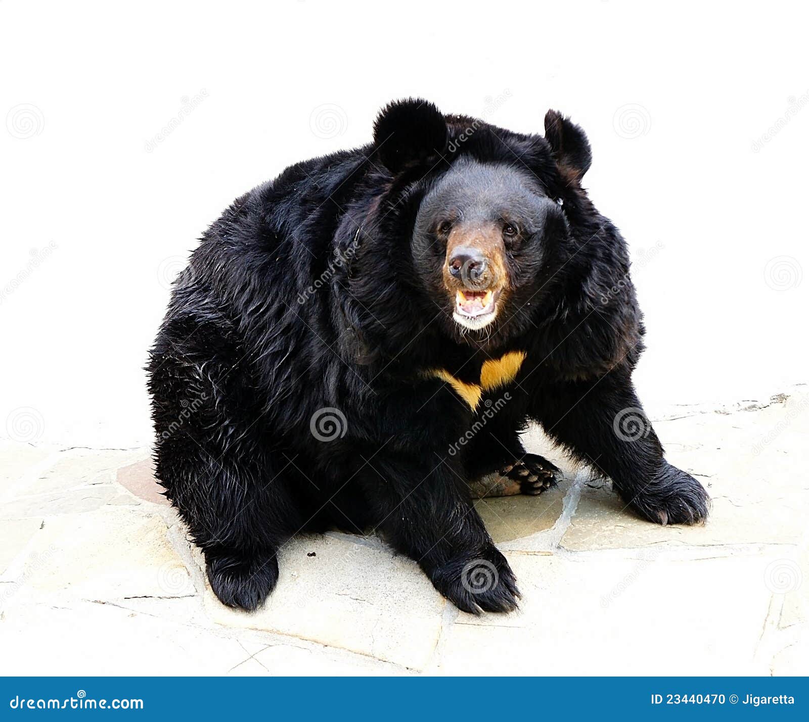 Asian black bear stock photo. Image of nature, asian - 23440470
