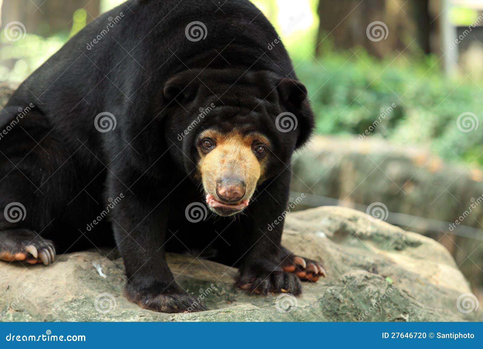Asian black bear stock photo. Image of animals, beast - 27646720