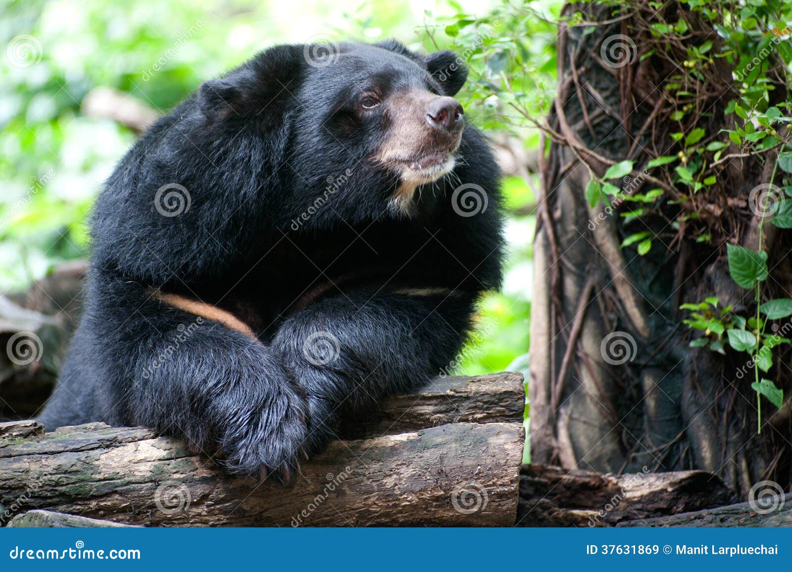 Asian black bear. stock image. Image of thibetanus, rock - 37631869
