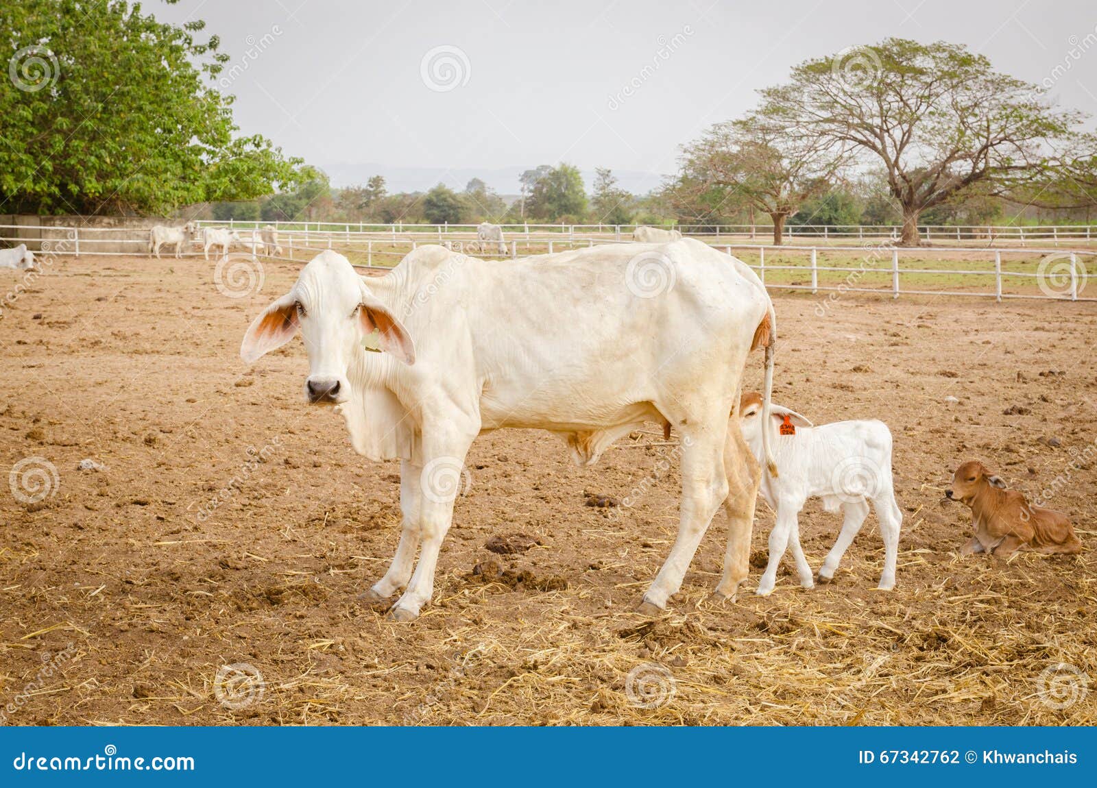 Asian Bloodline Cow in Farm Stock Photo - Image of asia, summer: 67342762