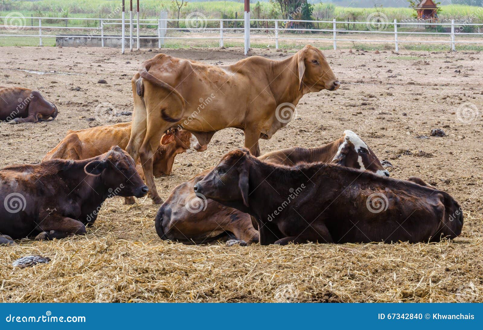 Asian Bloodline Cow in Farm Stock Photo - Image of agriculture, close ...