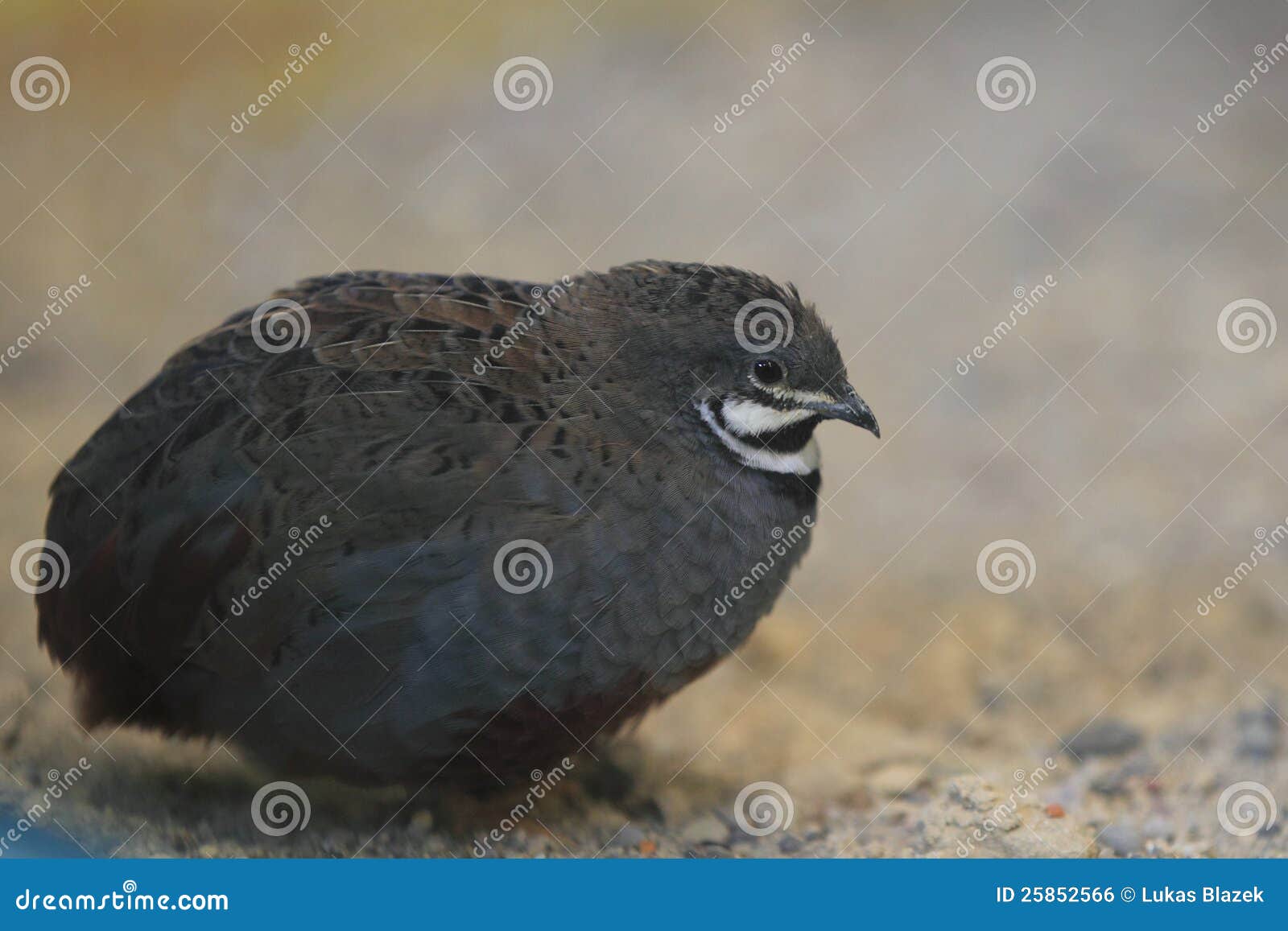 Asian blue quail stock photo. Image of bird, nature, animal - 25852566