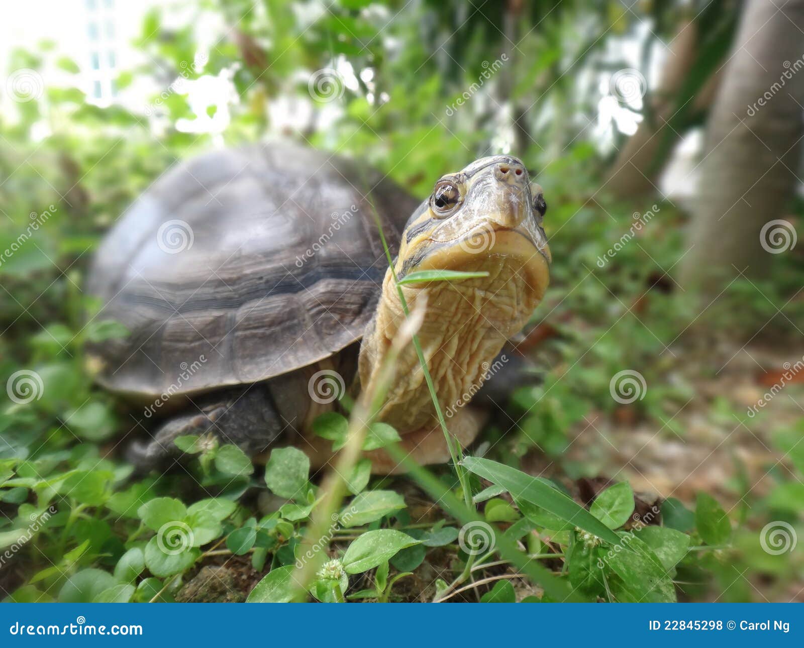 Asian Box Turtle stock photo. Image of walking, animal - 22845298