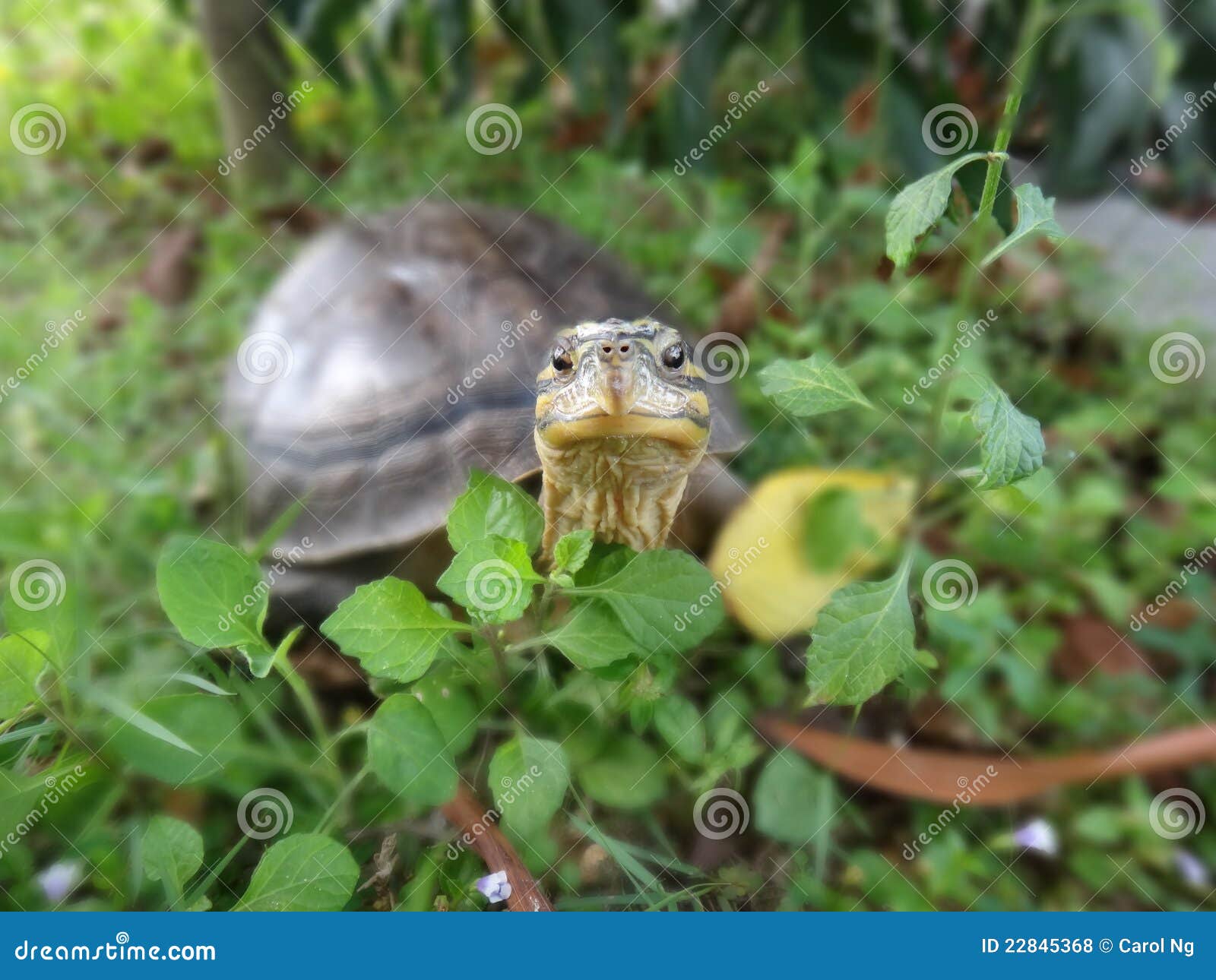 Asian Box Turtle stock photo. Image of animal, asian - 22845368