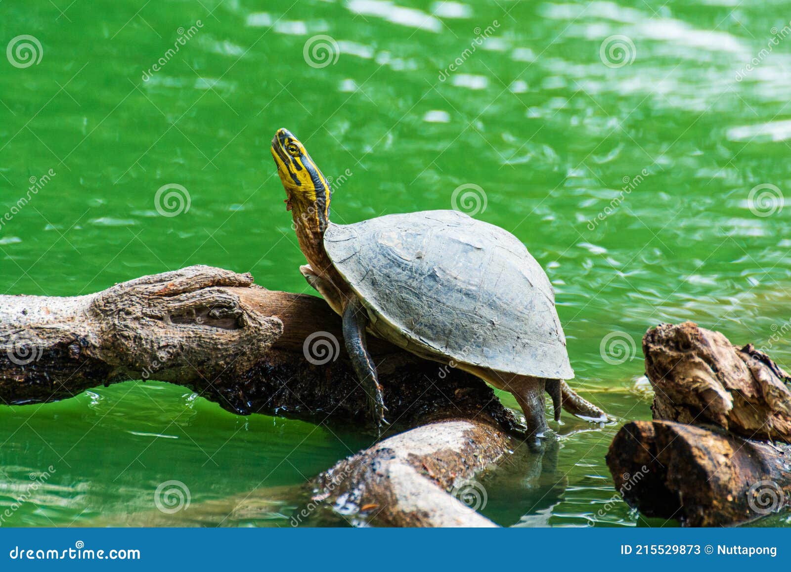 Asian Box Turtle, Siamese Box Terrapin Stock Image - Image of aquatic ...