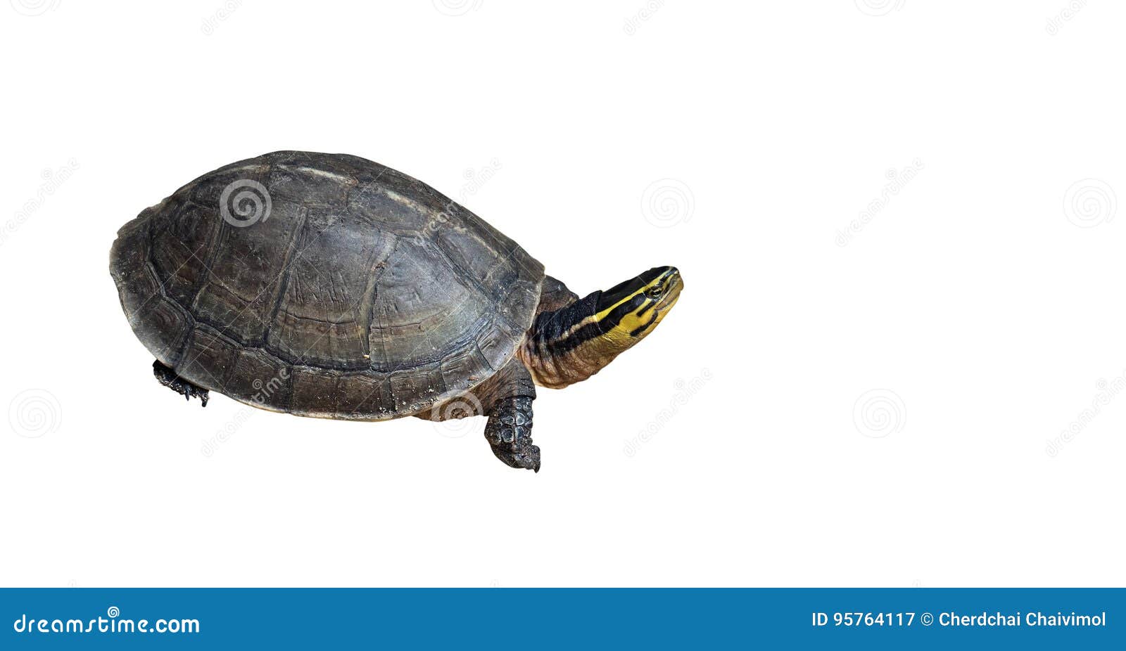 Asian Box Turtle on White Background Stock Image - Image of nature ...