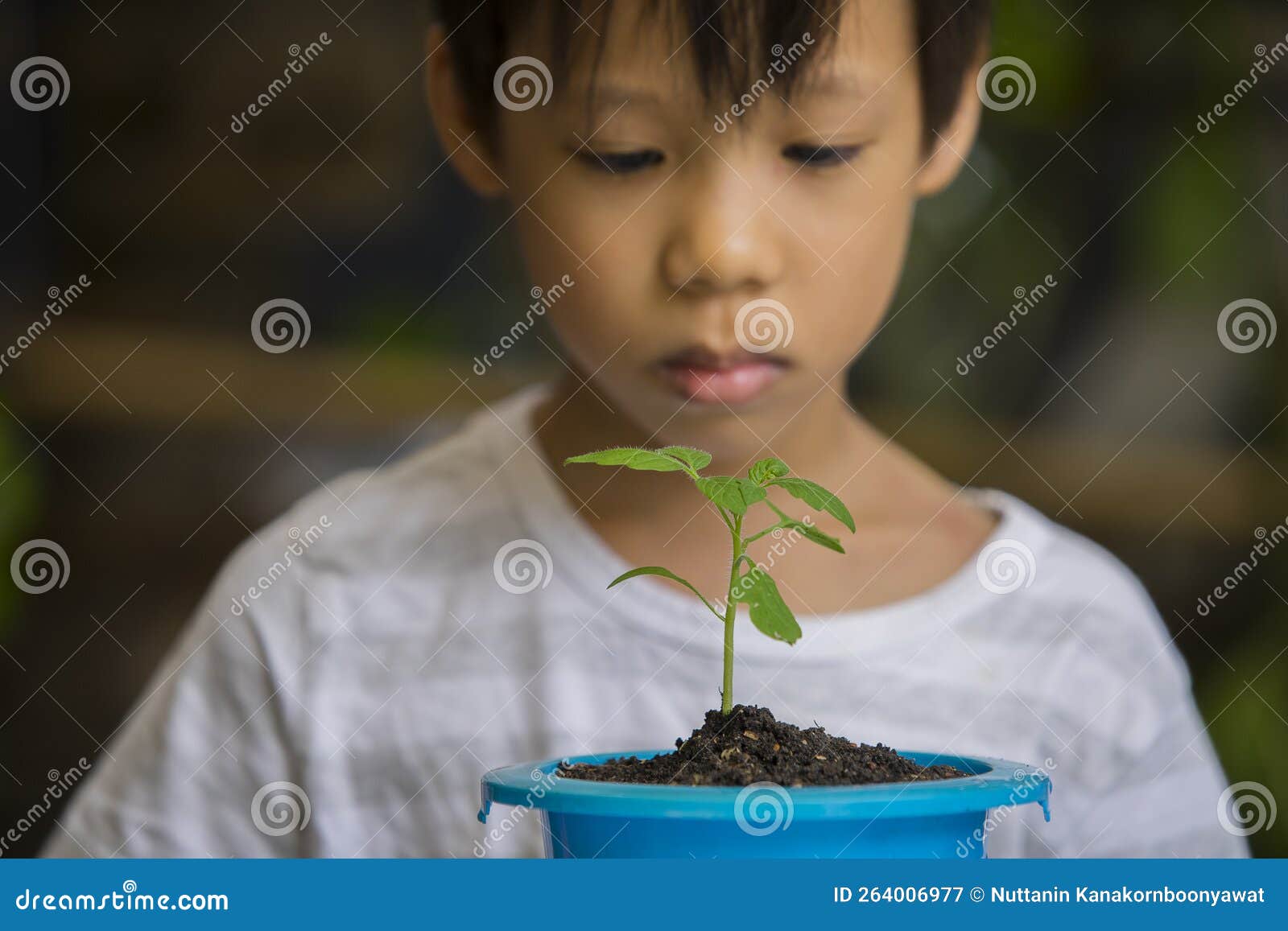 Asian Boy Look at Green Sprout in Blue Pot, Look Sad Stock Image ...