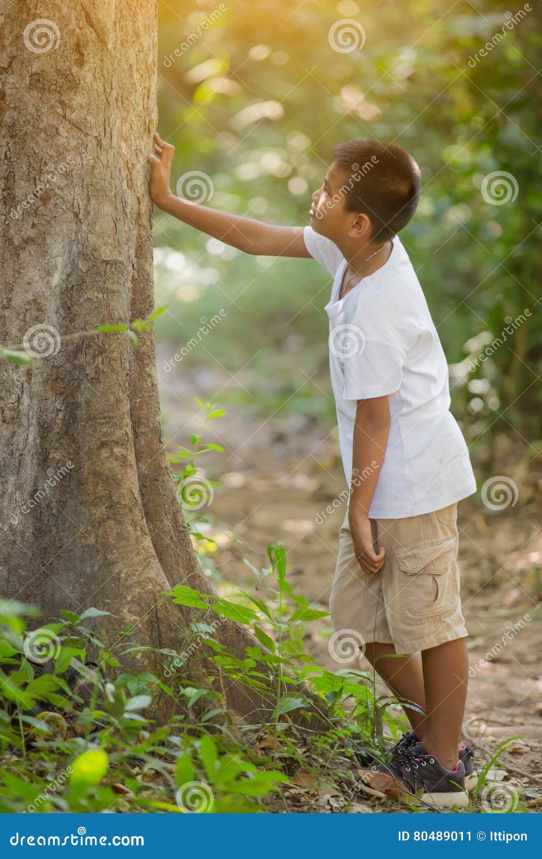 Asian boy look at the tree stock image. Image of tree - 80489011