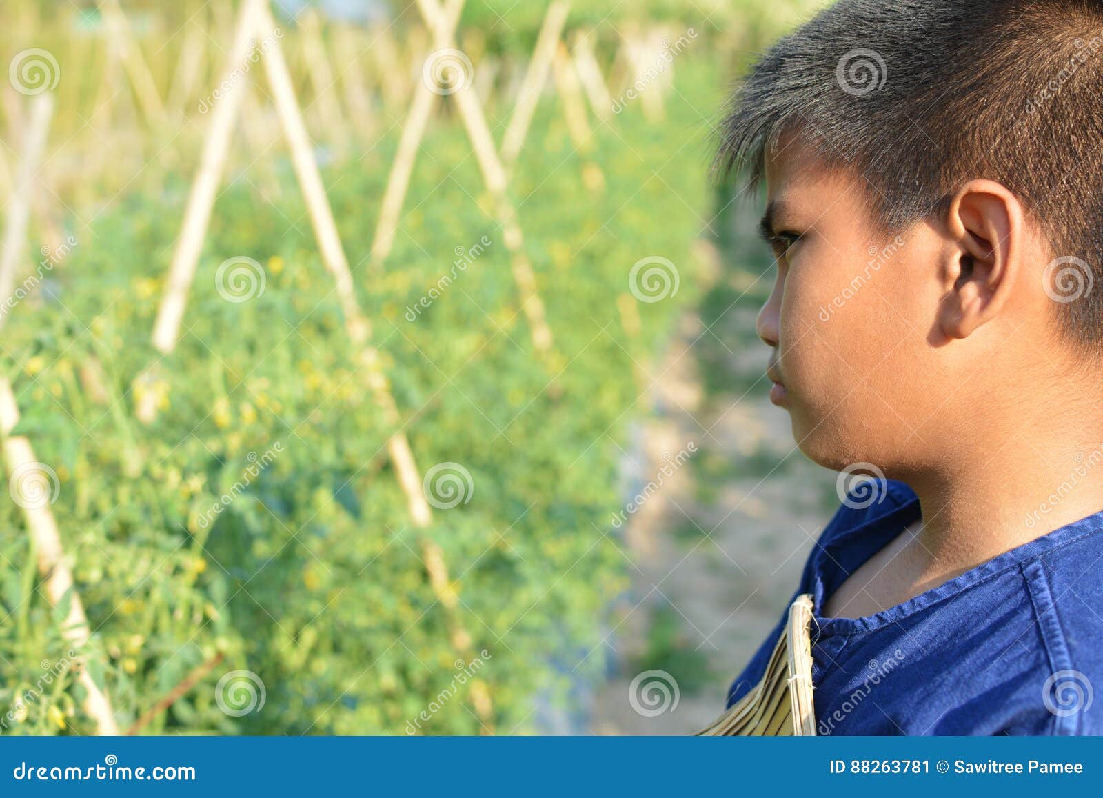 Asian boy stock image. Image of greenhouse, lifestyle - 88263781