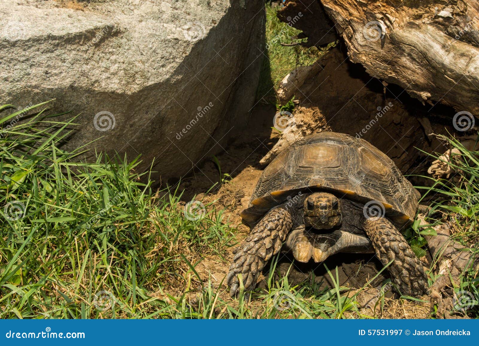 Asian Brown Tortoise stock image. Image of biology, conservation - 57531997