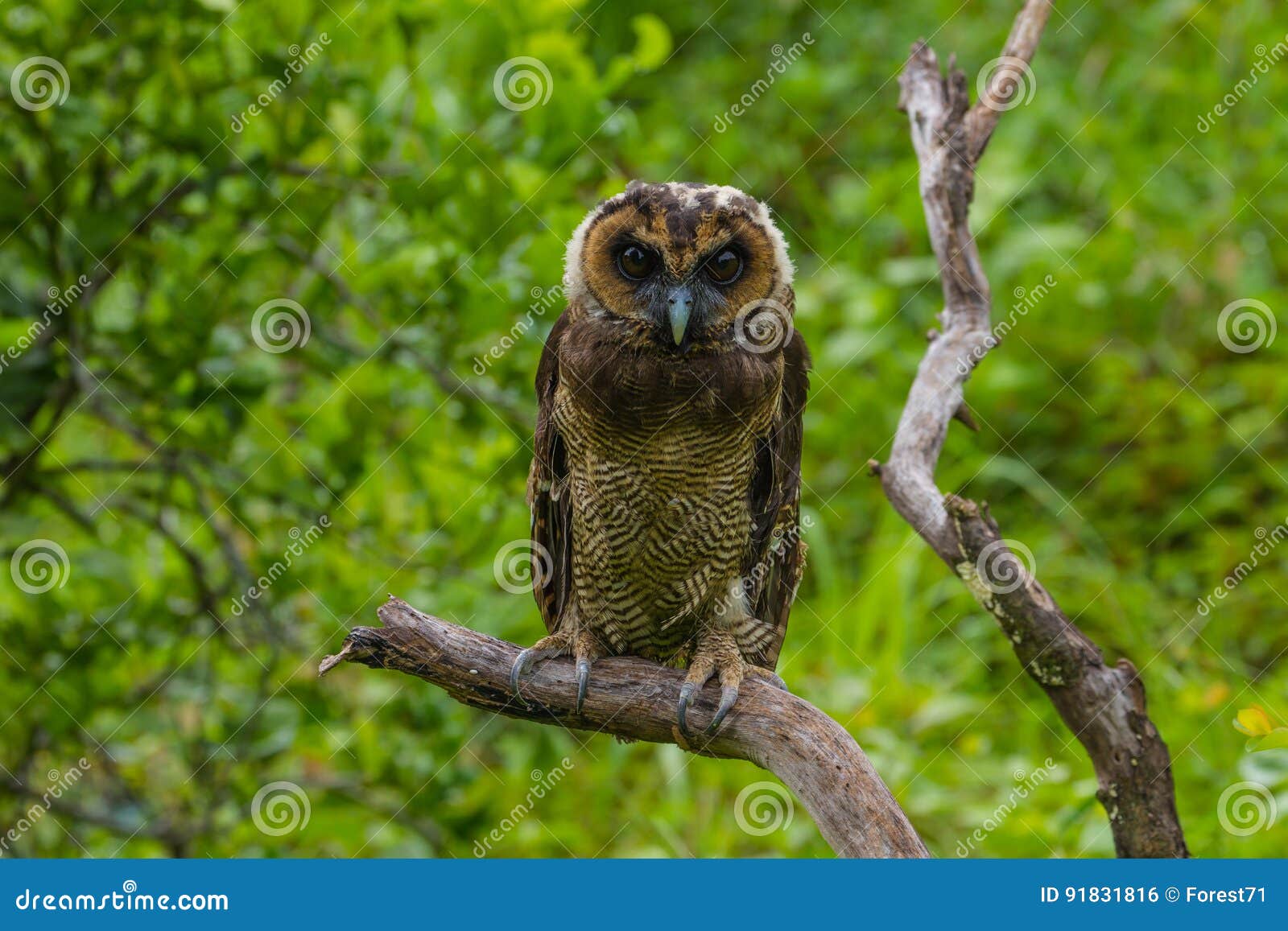 Asian Brown Wood Owl stock photo. Image of rainforest - 91831816