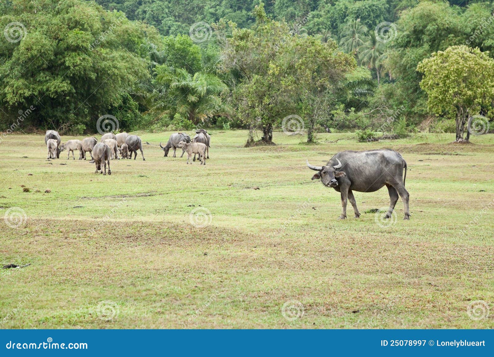 Asian buffalo stock image. Image of jungle, livestock - 25078997
