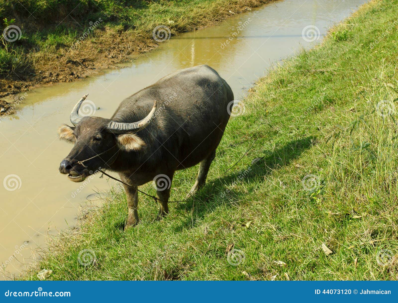 Asian buffalo stock photo. Image of malaysia, mammal - 44073120