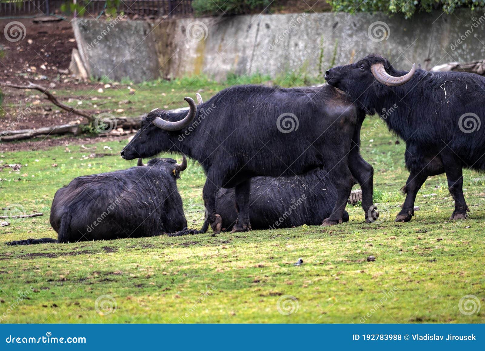Asian Buffalo, Bubalus Bubalis, is a Good Helper in Agriculture Stock ...