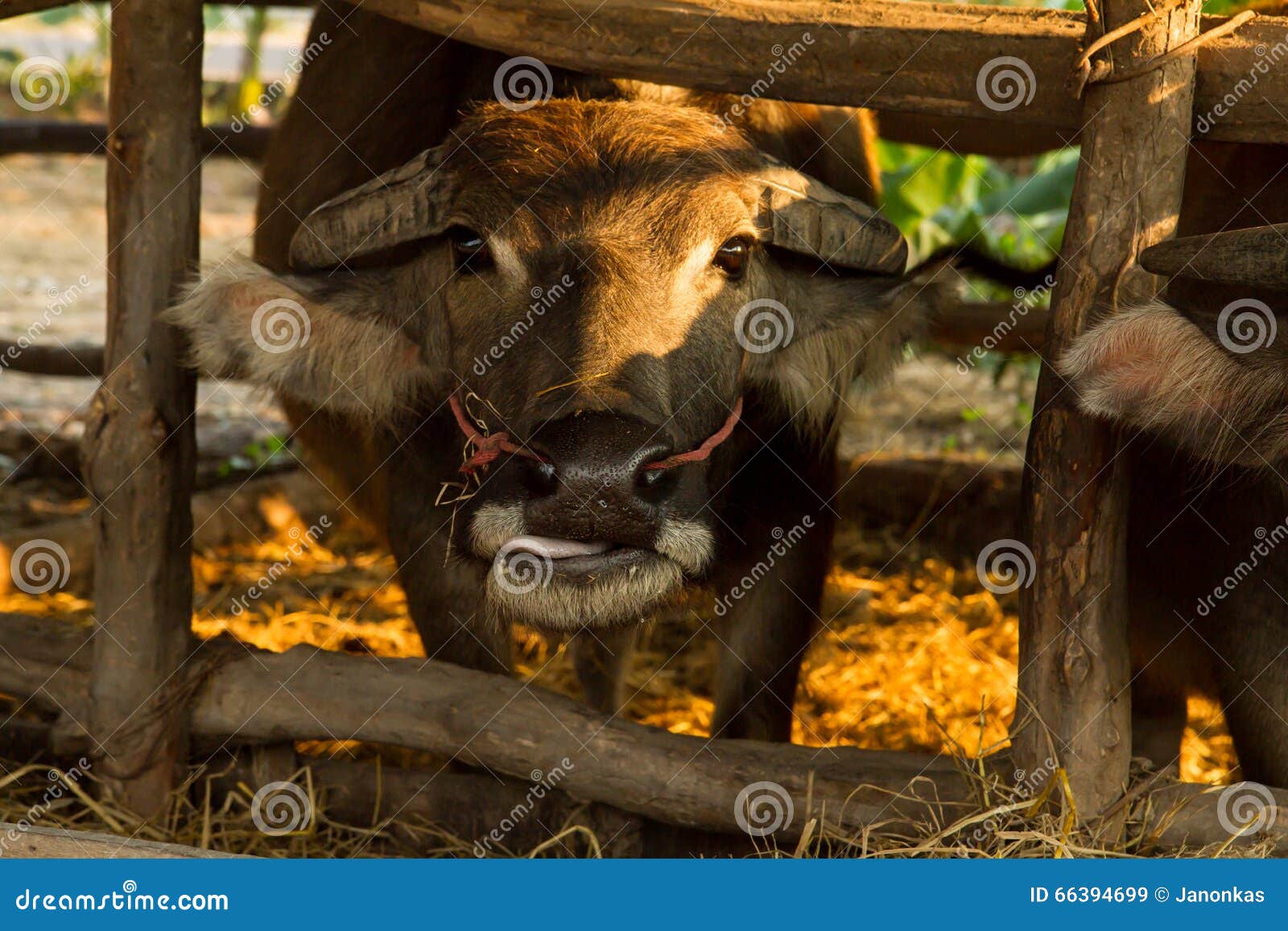 Asian Buffalo Corral Sunset Stock Photos - Free & Royalty-Free Stock ...