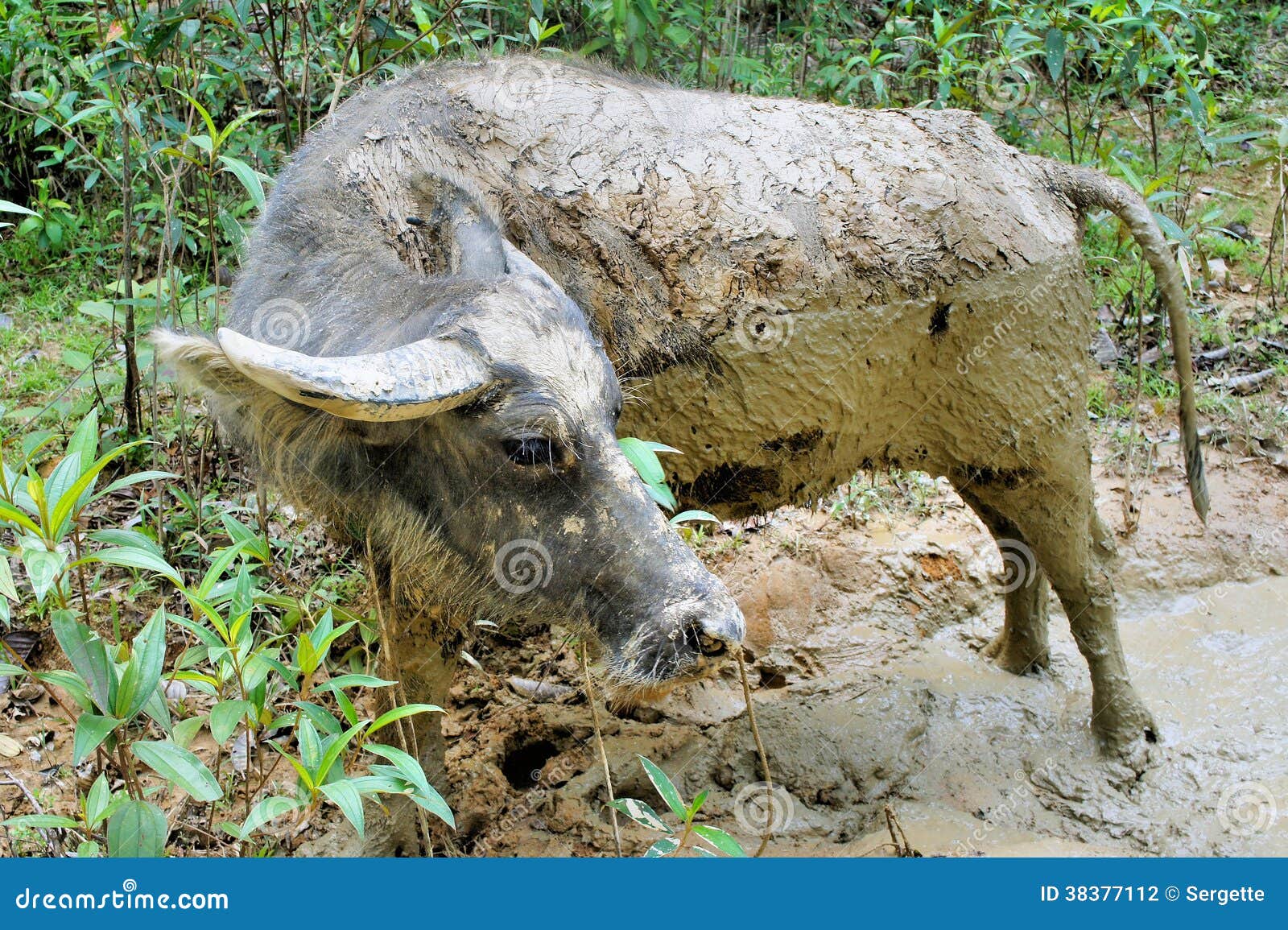 Asian buffalo. KARABAO stock photo. Image of nature, mammals - 38377112