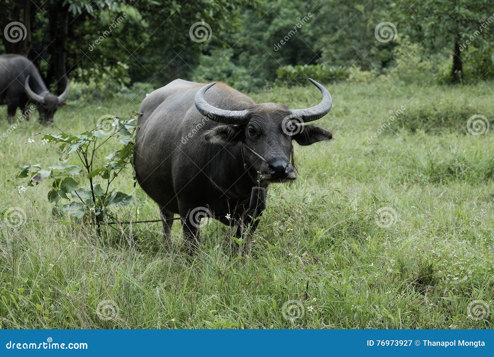 Asian buffalo stock image. Image of closeup, animal, journey - 76973927