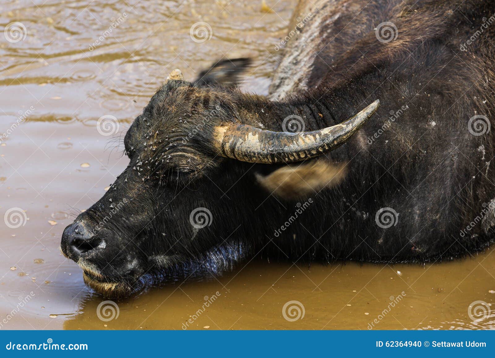 Asian buffalo stock photo. Image of buffalo, large, dirty - 62364940