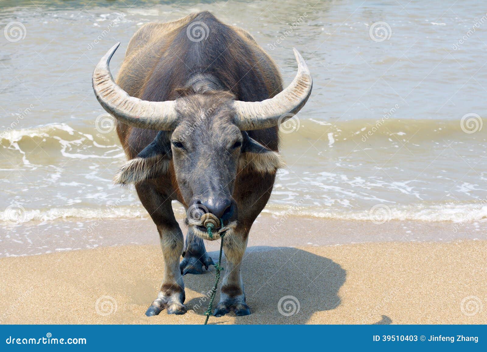 Asian Buffalo stock image. Image of mammal, tropic, animals - 39510403