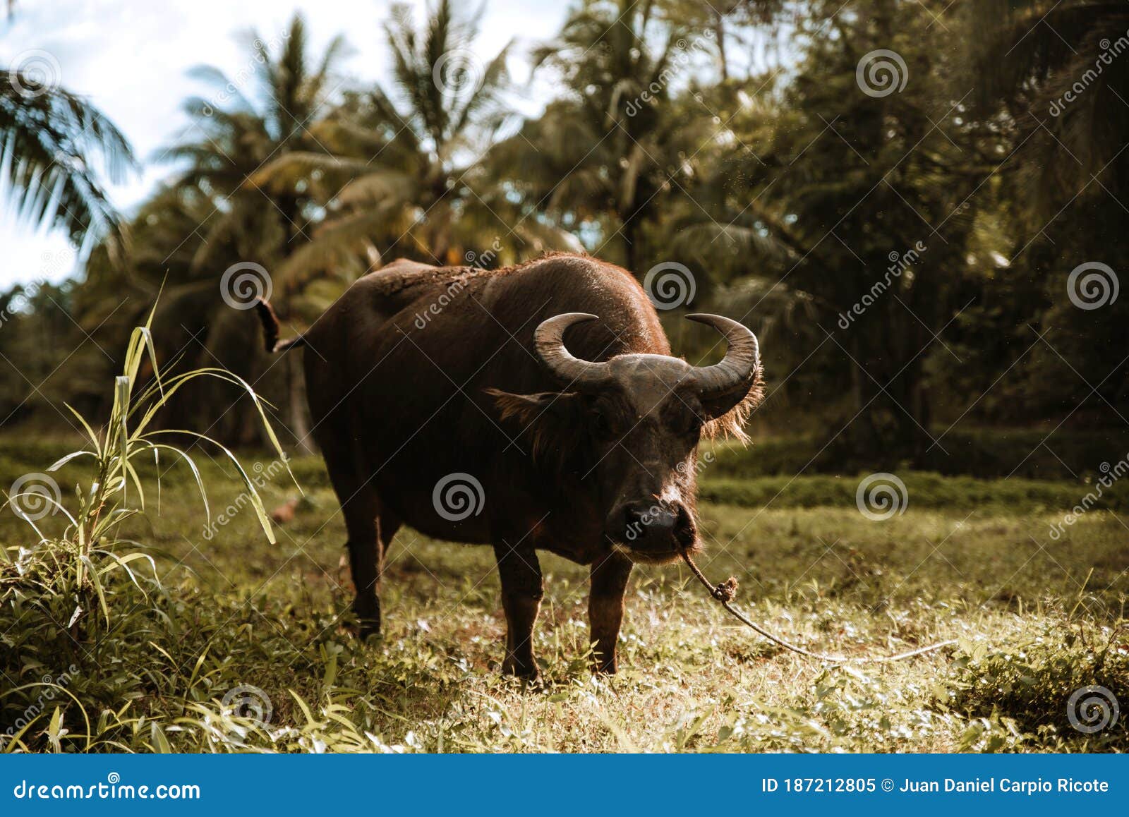 An Asian Buffalo in the Vegetation of the Bohol Forest in the ...