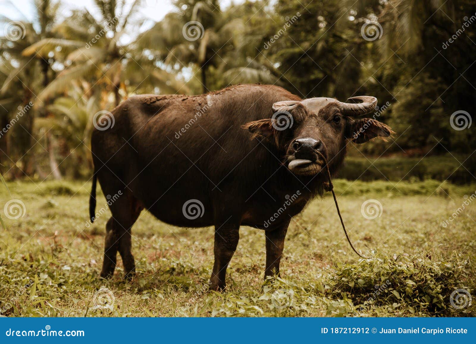 An Asian Buffalo in the Vegetation of the Bohol Forest in the ...
