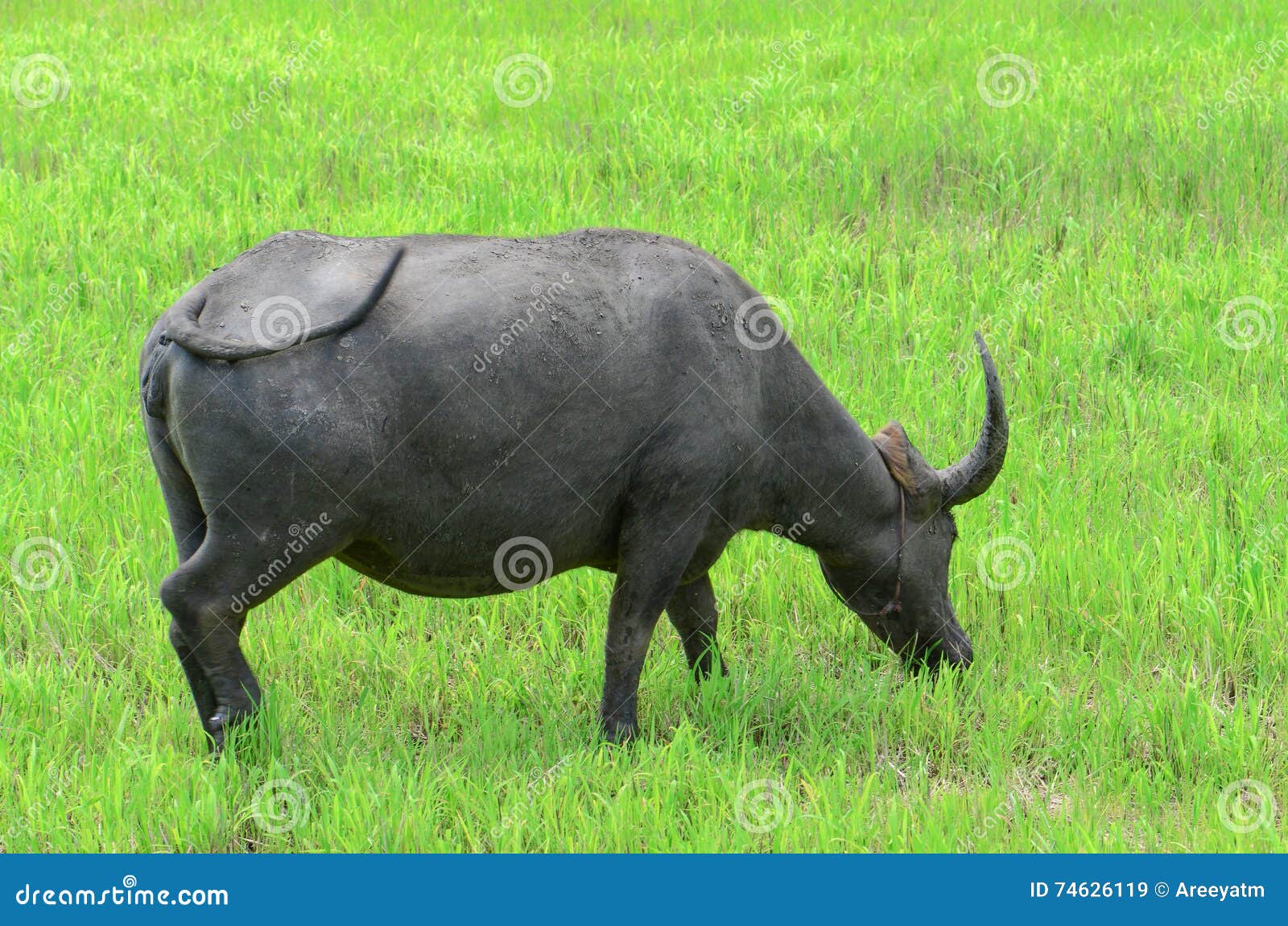 Asian Buffalos Bubalus Bubalis. Stock Image - Image of river, animalia ...