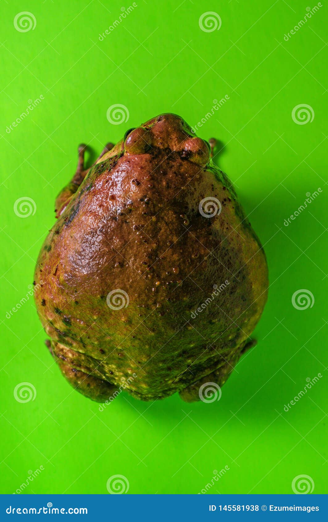 Asian Bullfrog Chubby Frog stock photo. Image of mouthed - 145581938