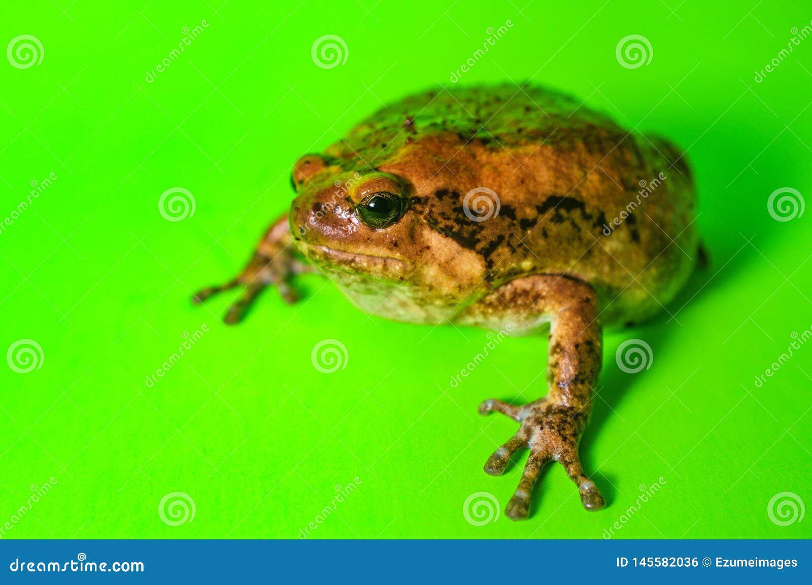 Asian Bullfrog Chubby Frog stock photo. Image of amphibian - 145582036