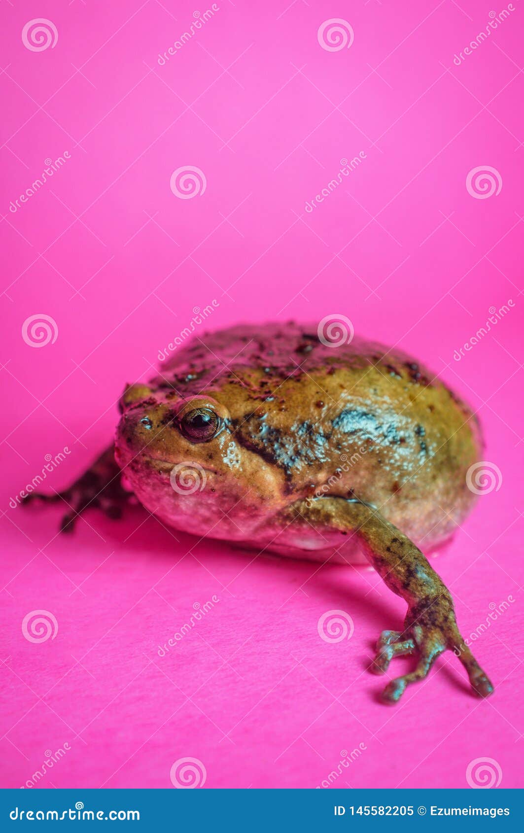 Asian Bullfrog Chubby Frog Stock Photography | CartoonDealer.com #145582346