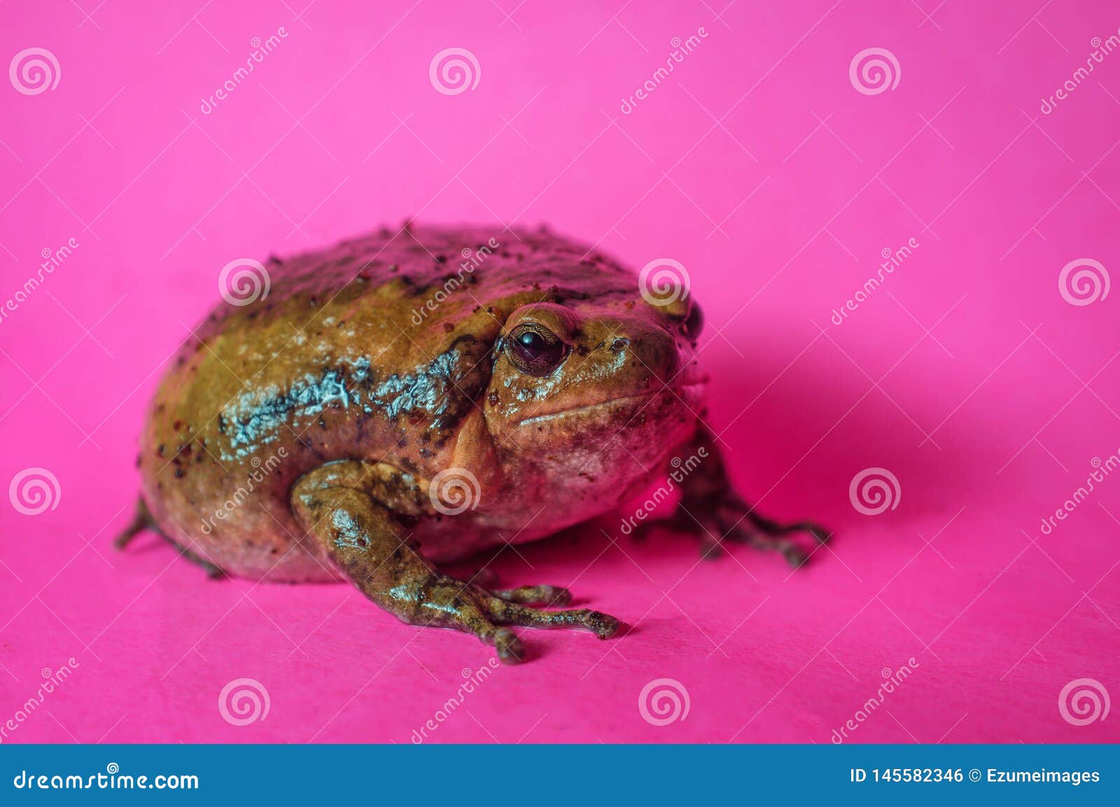 Asian Bullfrog Chubby Frog stock photo. Image of small - 145582346