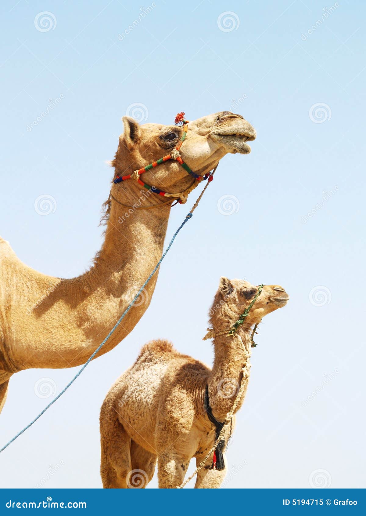 Asian Camels stock image. Image of arabic, asian, hump - 5194715