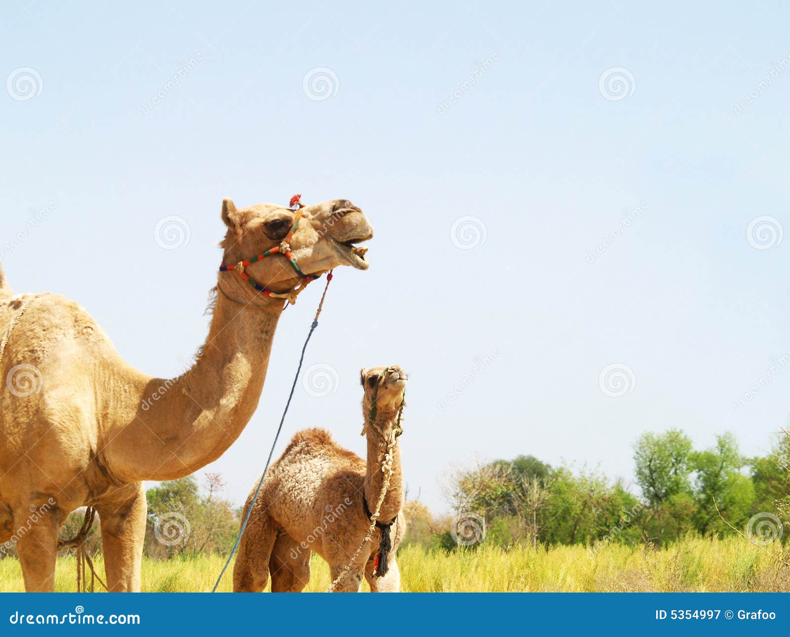Asian Camels stock image. Image of dromedary, tame, asian - 5354997